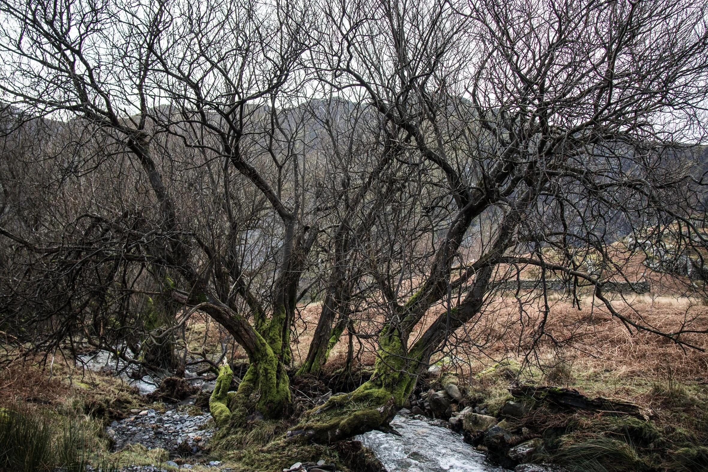 Ymchwil i’r coeden hynaf yn Nyffryn Peris - A search for the oldest ...