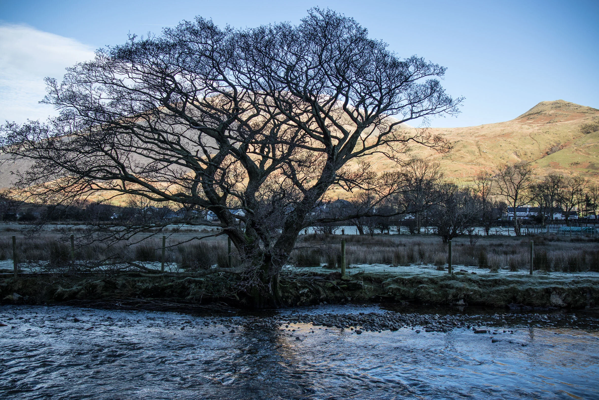 Ymchwil i’r coeden hynaf yn Nyffryn Peris - A search for the oldest ...