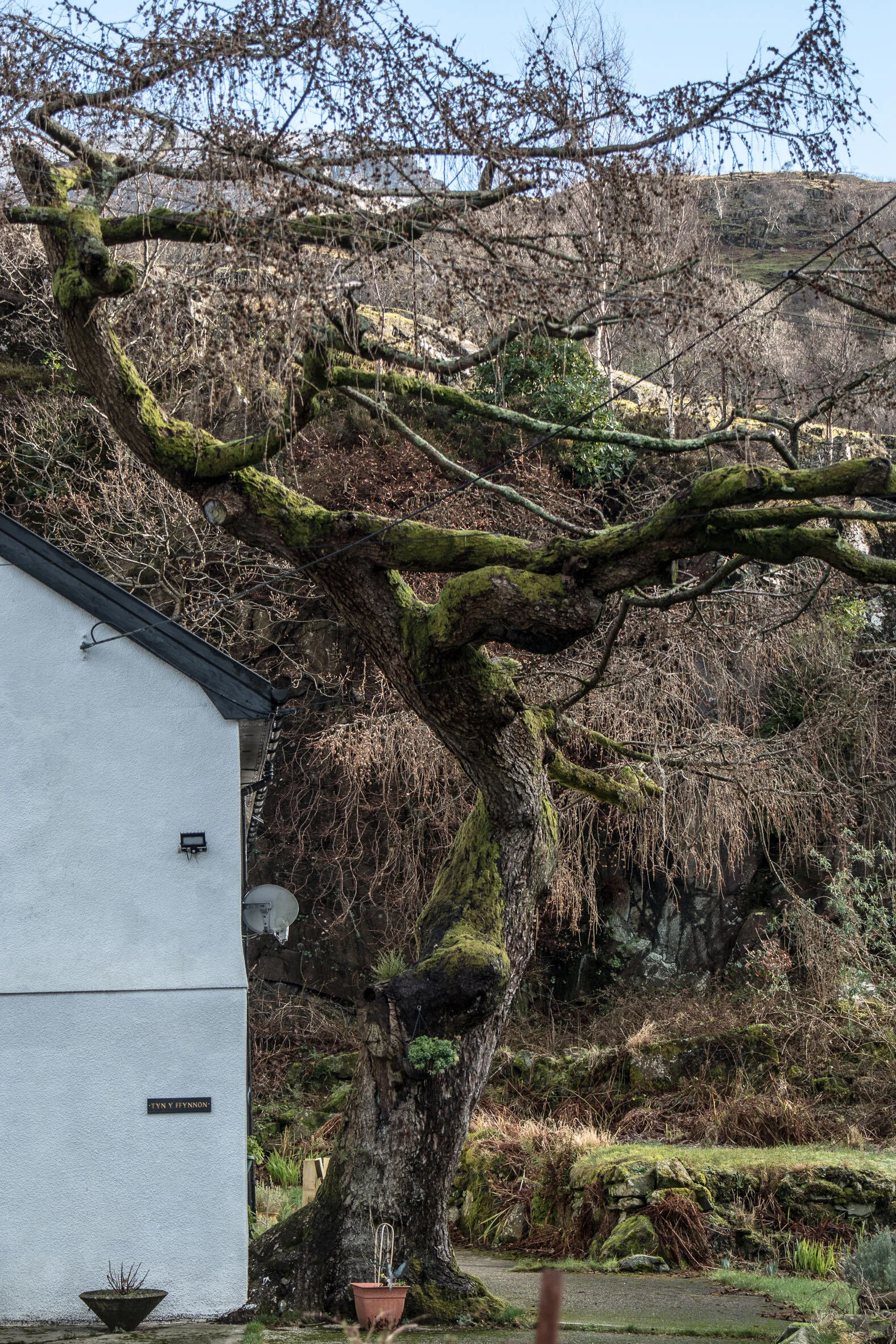 Ymchwil i’r coeden hynaf yn Nyffryn Peris - A search for the oldest ...