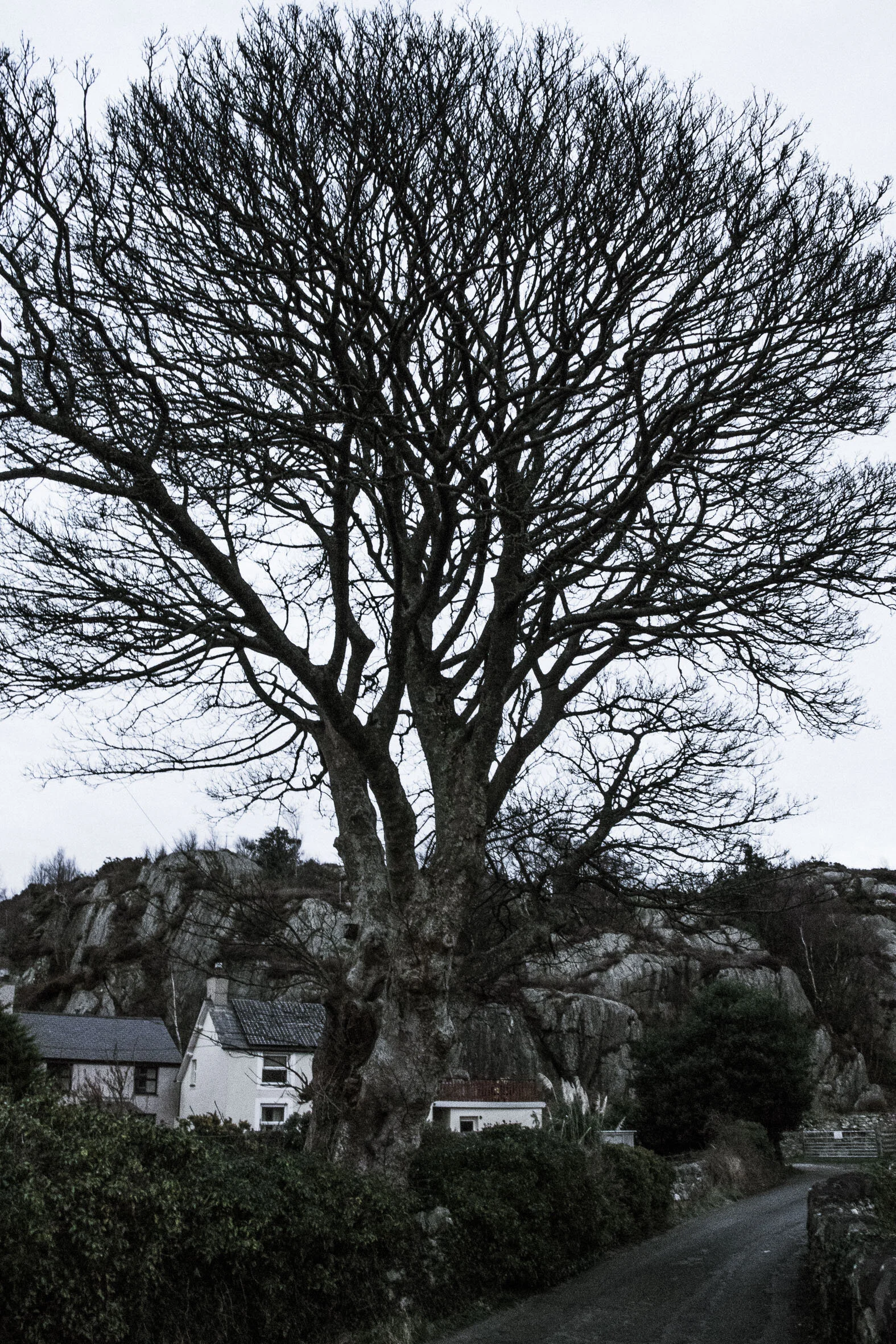 Ymchwil i’r coeden hynaf yn Nyffryn Peris - A search for the oldest ...