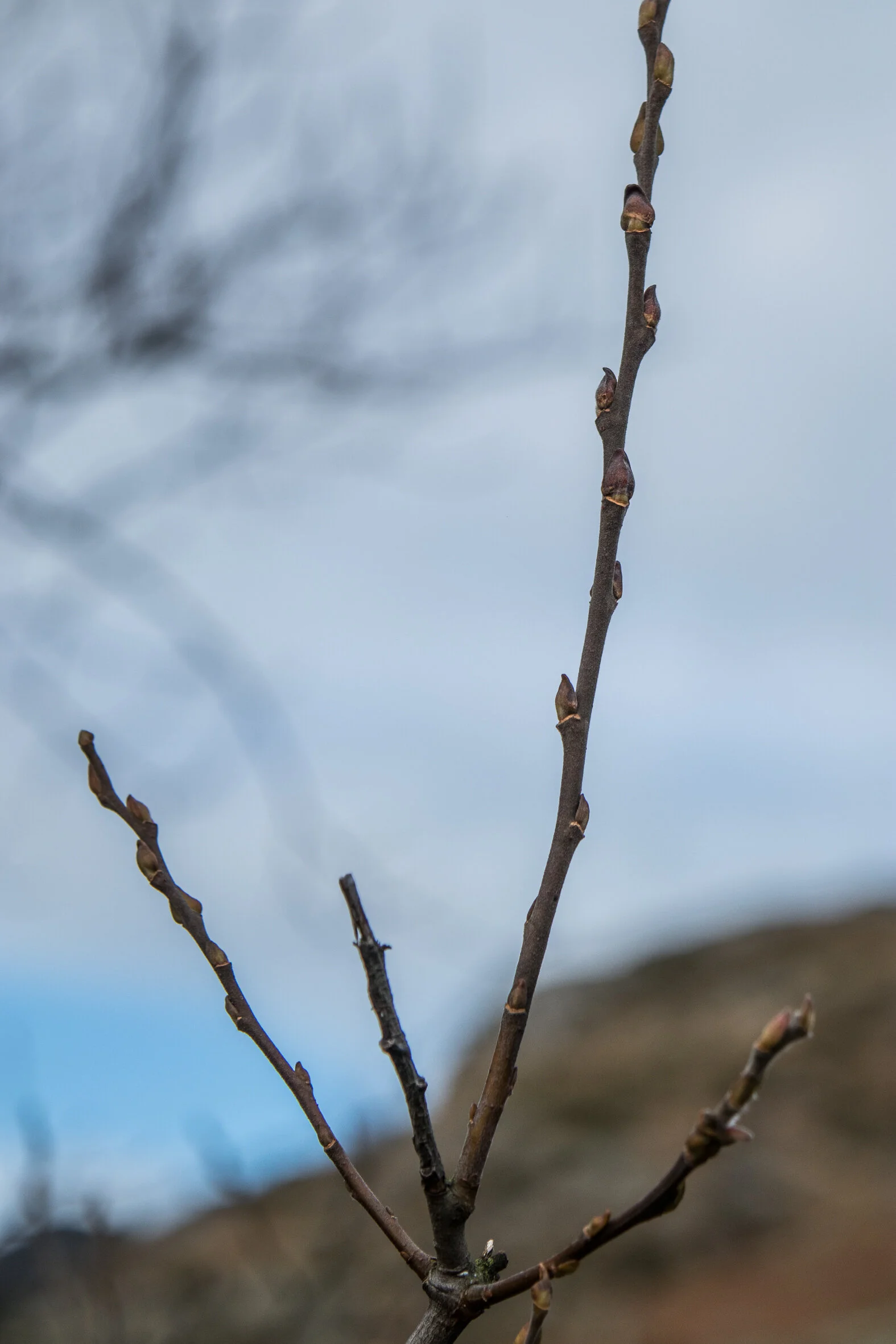 Ymchwil i’r coeden hynaf yn Nyffryn Peris - A search for the oldest ...