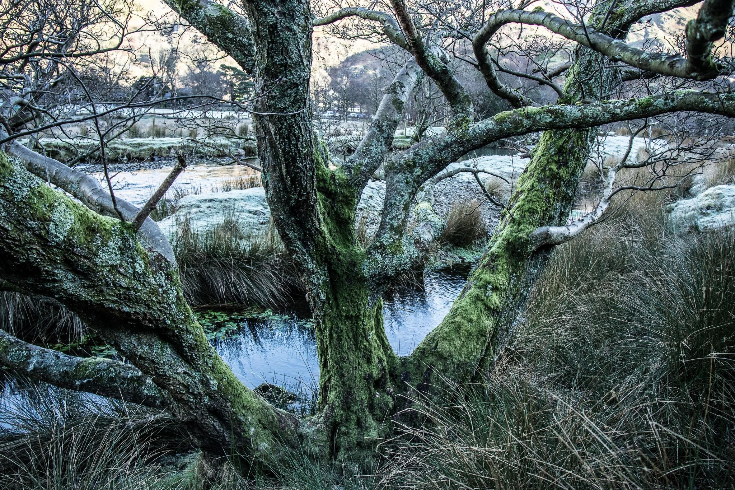 Ymchwil i’r coeden hynaf yn Nyffryn Peris - A search for the oldest ...