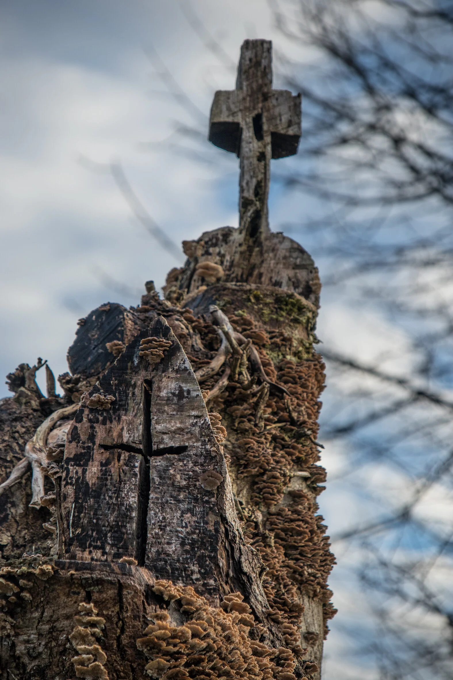 Ymchwil i’r coeden hynaf yn Nyffryn Peris - A search for the oldest ...