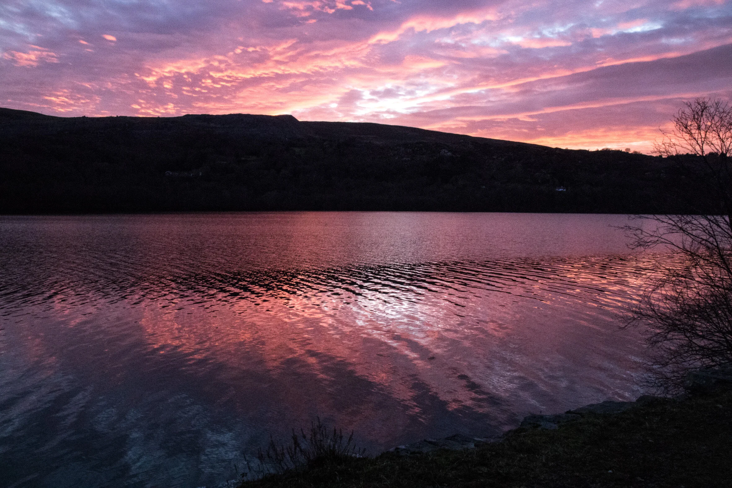 Ymchwil i’r coeden hynaf yn Nyffryn Peris - A search for the oldest ...
