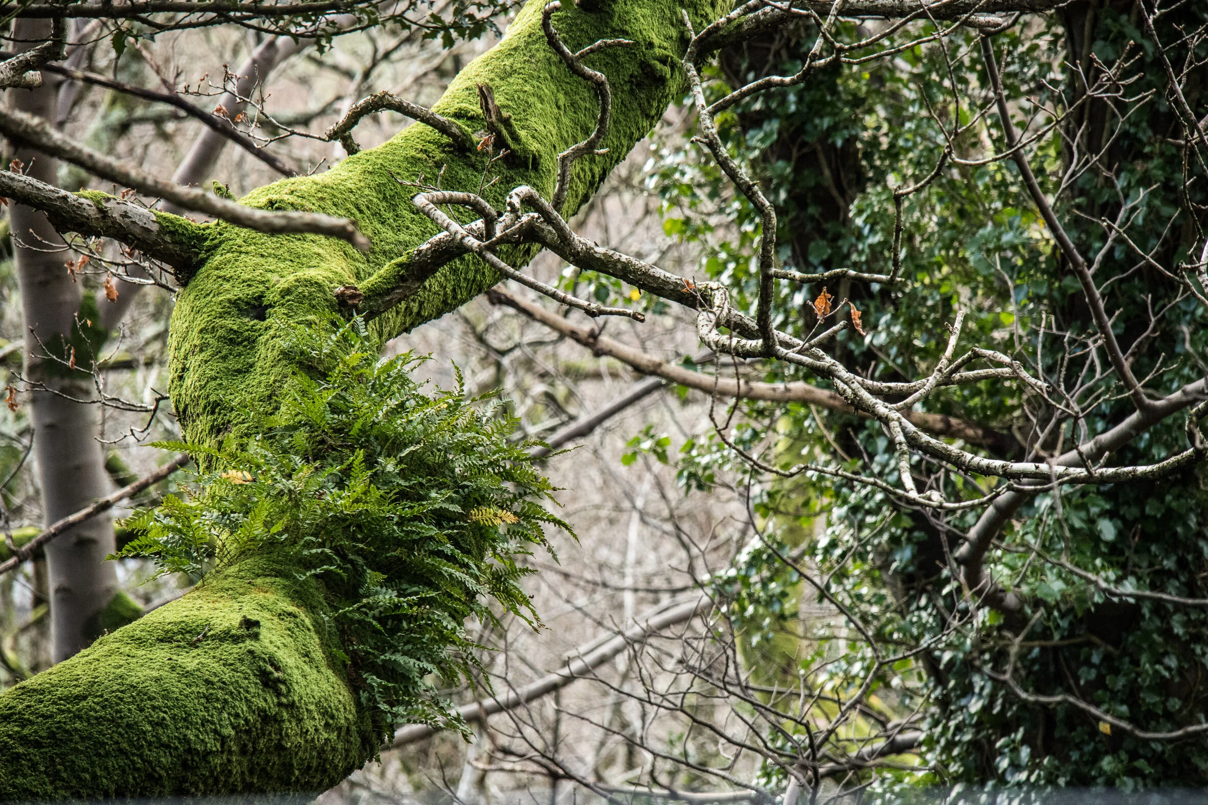 Ymchwil i’r coeden hynaf yn Nyffryn Peris - A search for the oldest ...