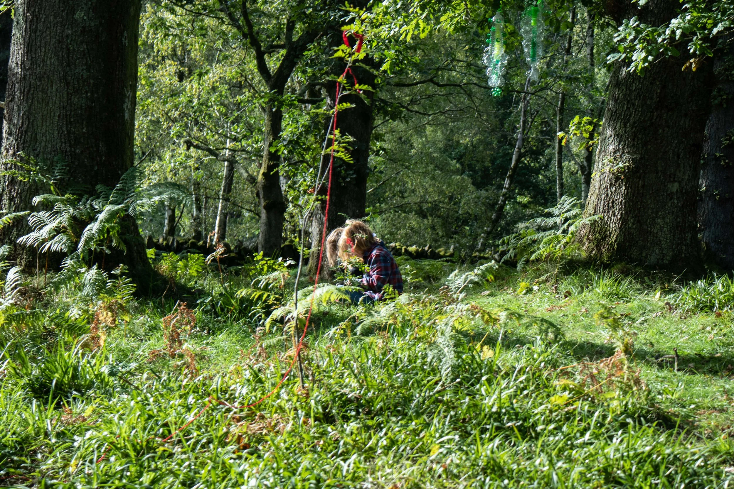 Trees part 1: Corlan y Coed - Treefold — Lindsey Colbourne (Heledd Wen)