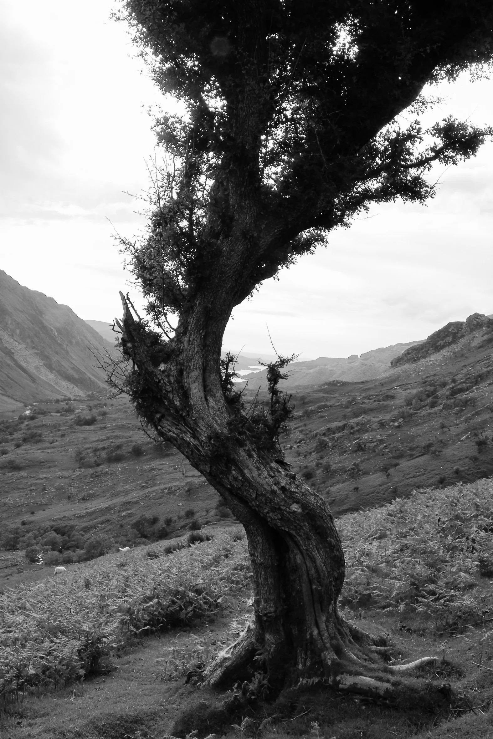 Trees part 1: Corlan y Coed - Treefold — Lindsey Colbourne (Heledd Wen)