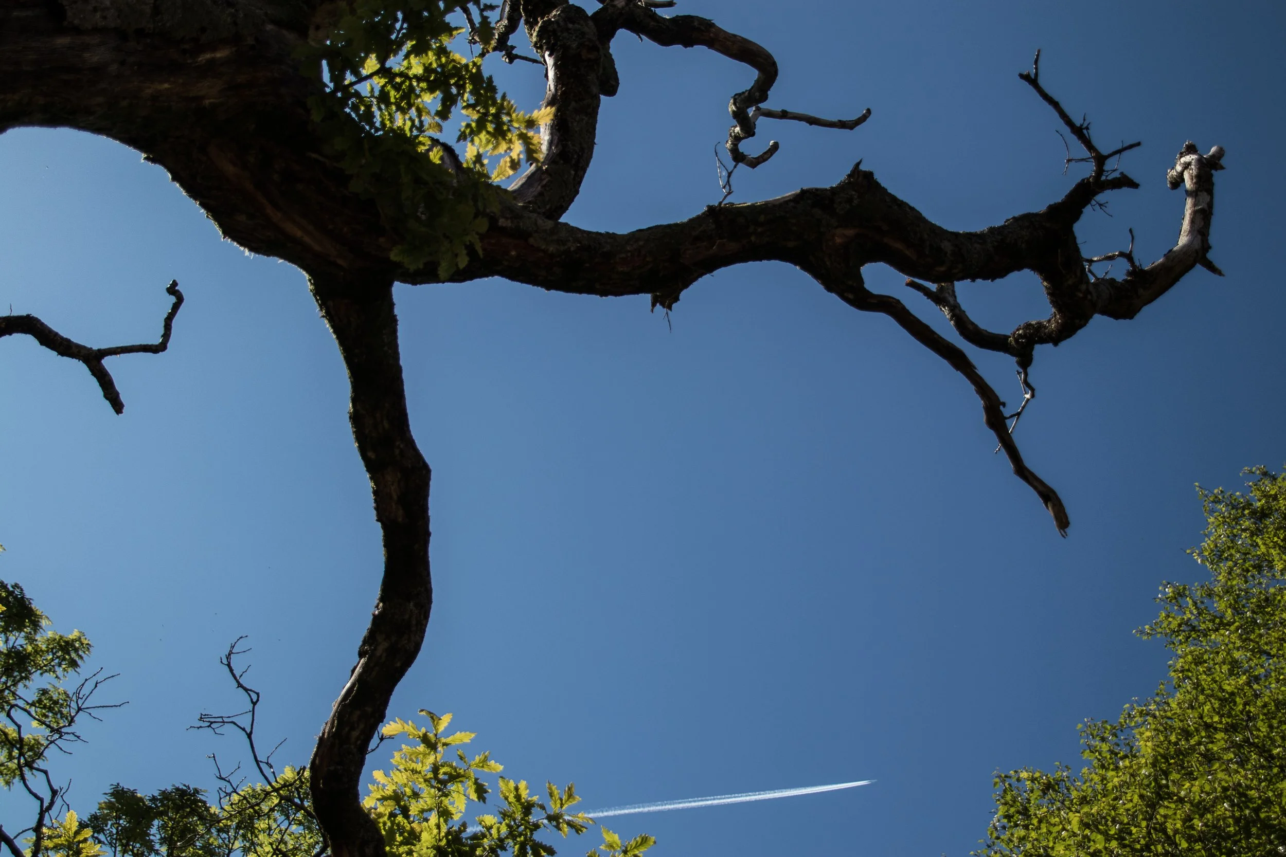 Trees part 1: Corlan y Coed - Treefold — Lindsey Colbourne (Heledd Wen)