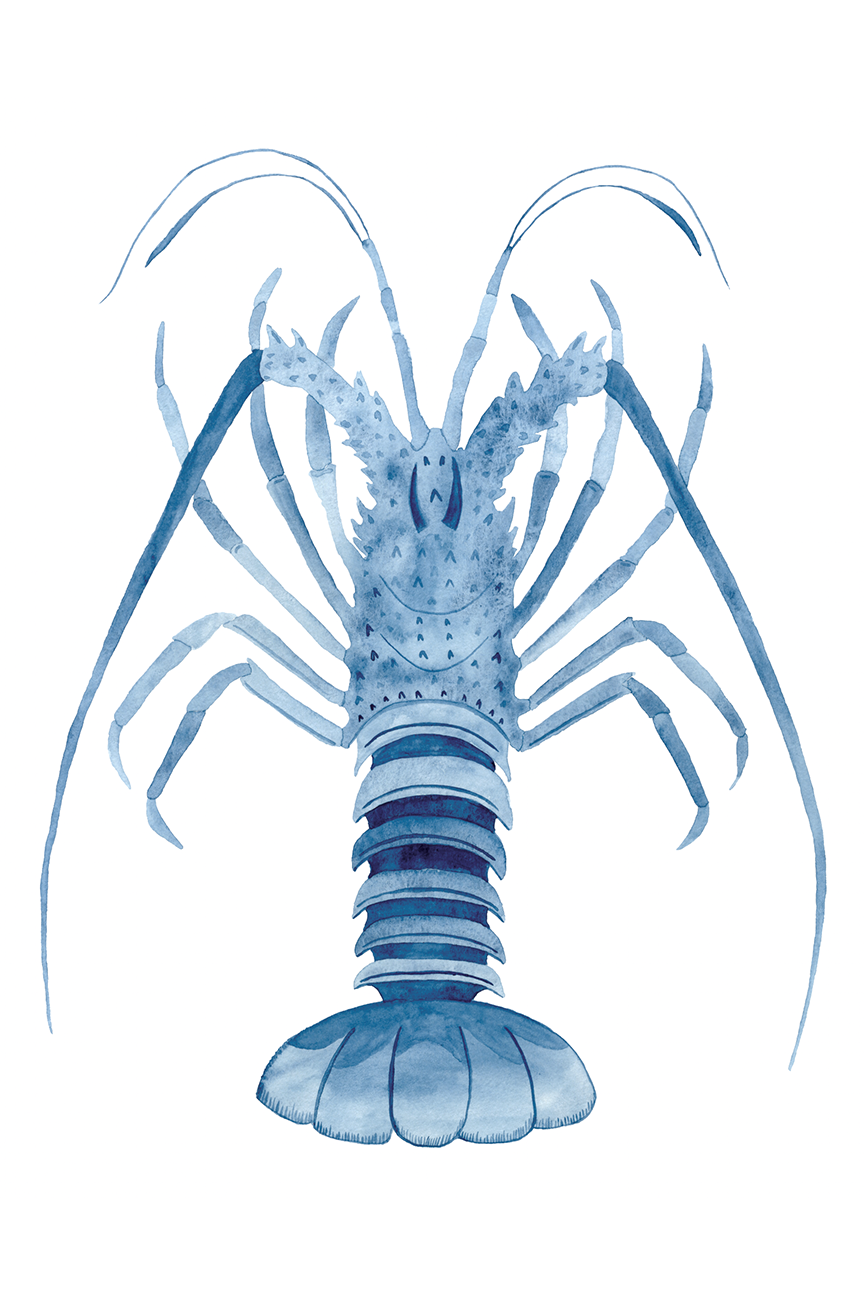 Blue Spiny Lobster