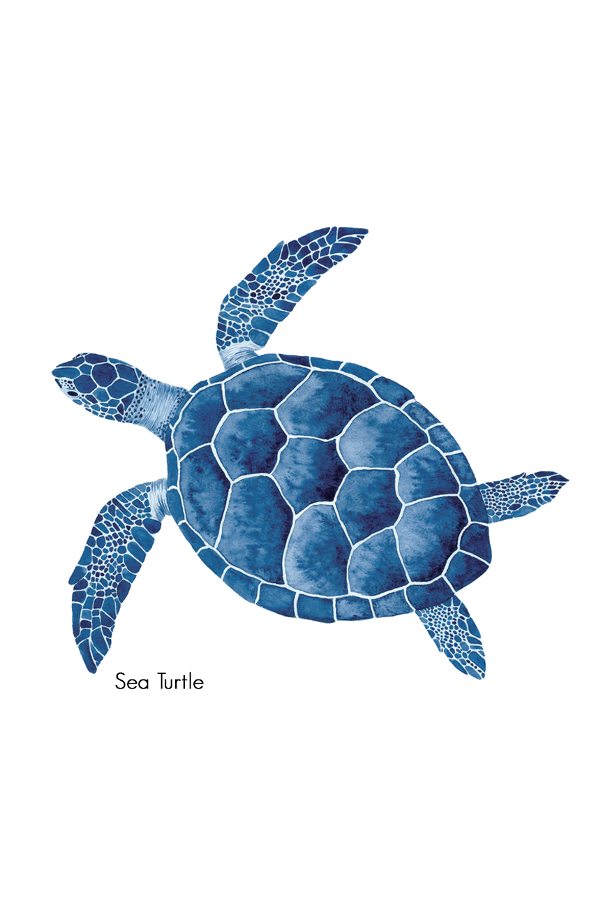 Sea Turtle Drawing Top View