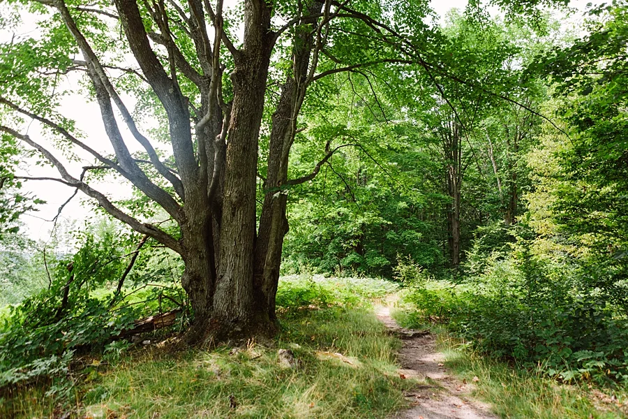 Backpacking in Northern Michigan // Jordan Valley Pathway // From the ...