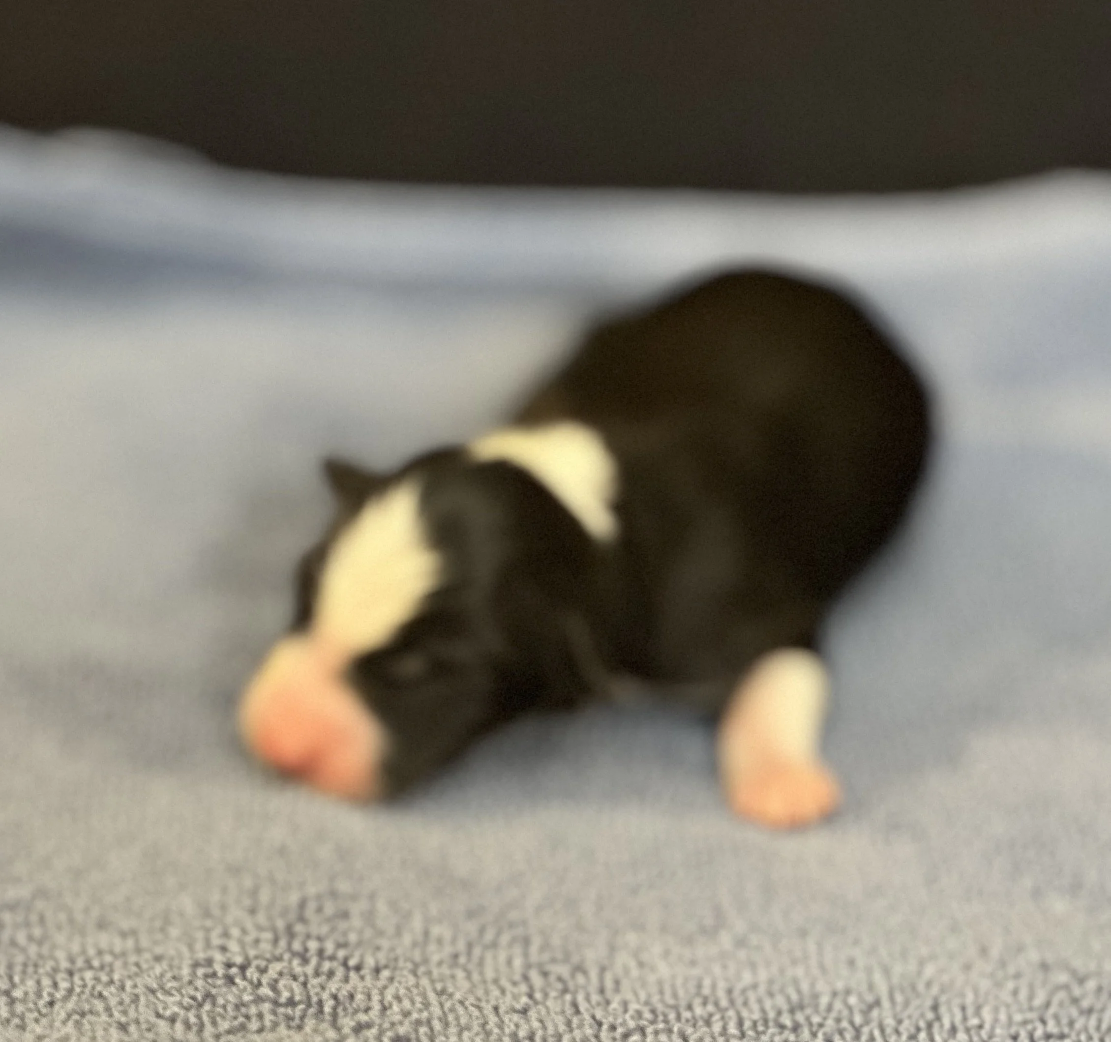 Puppies — Rival Kennels