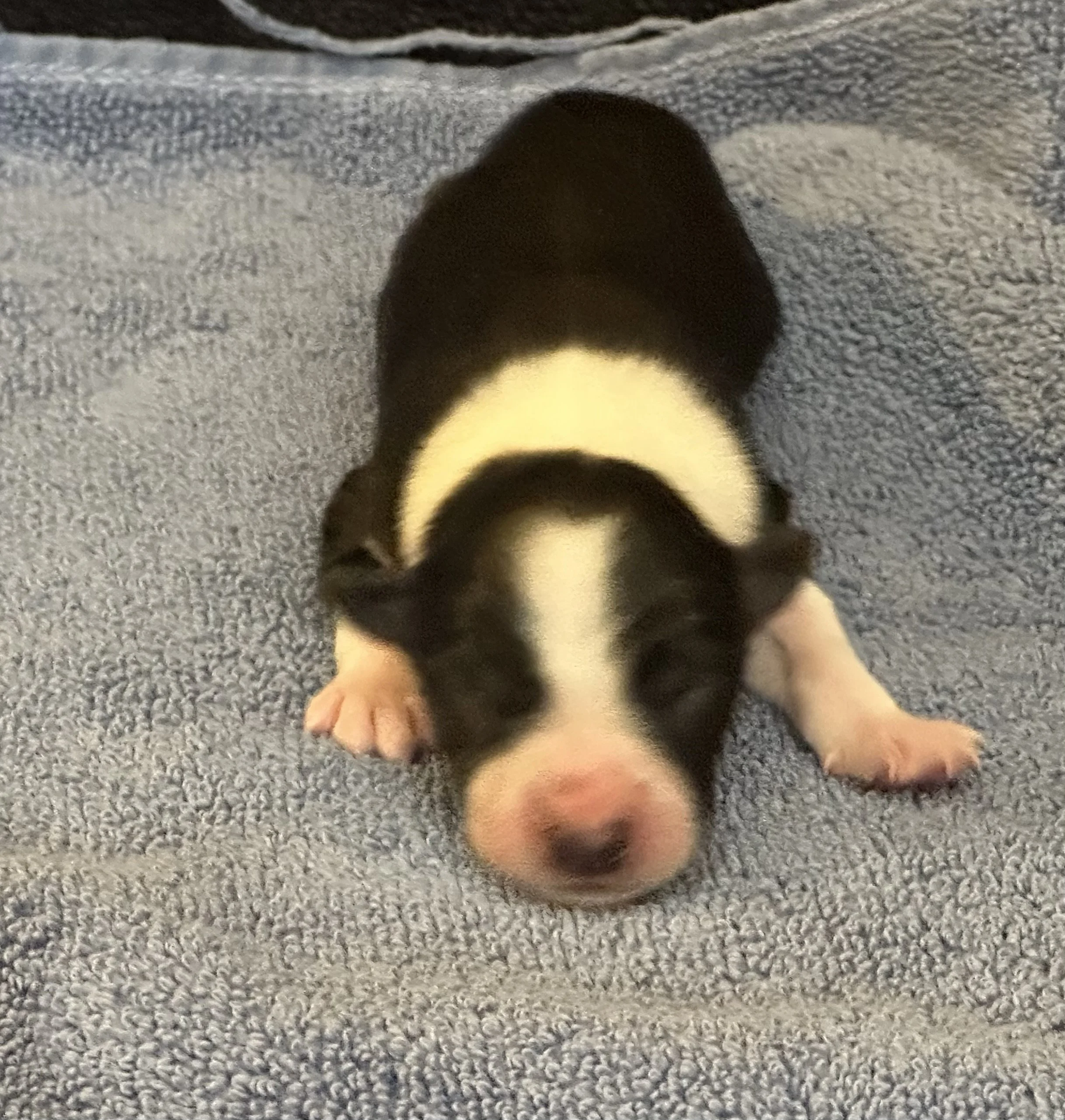 Puppies — Rival Kennels