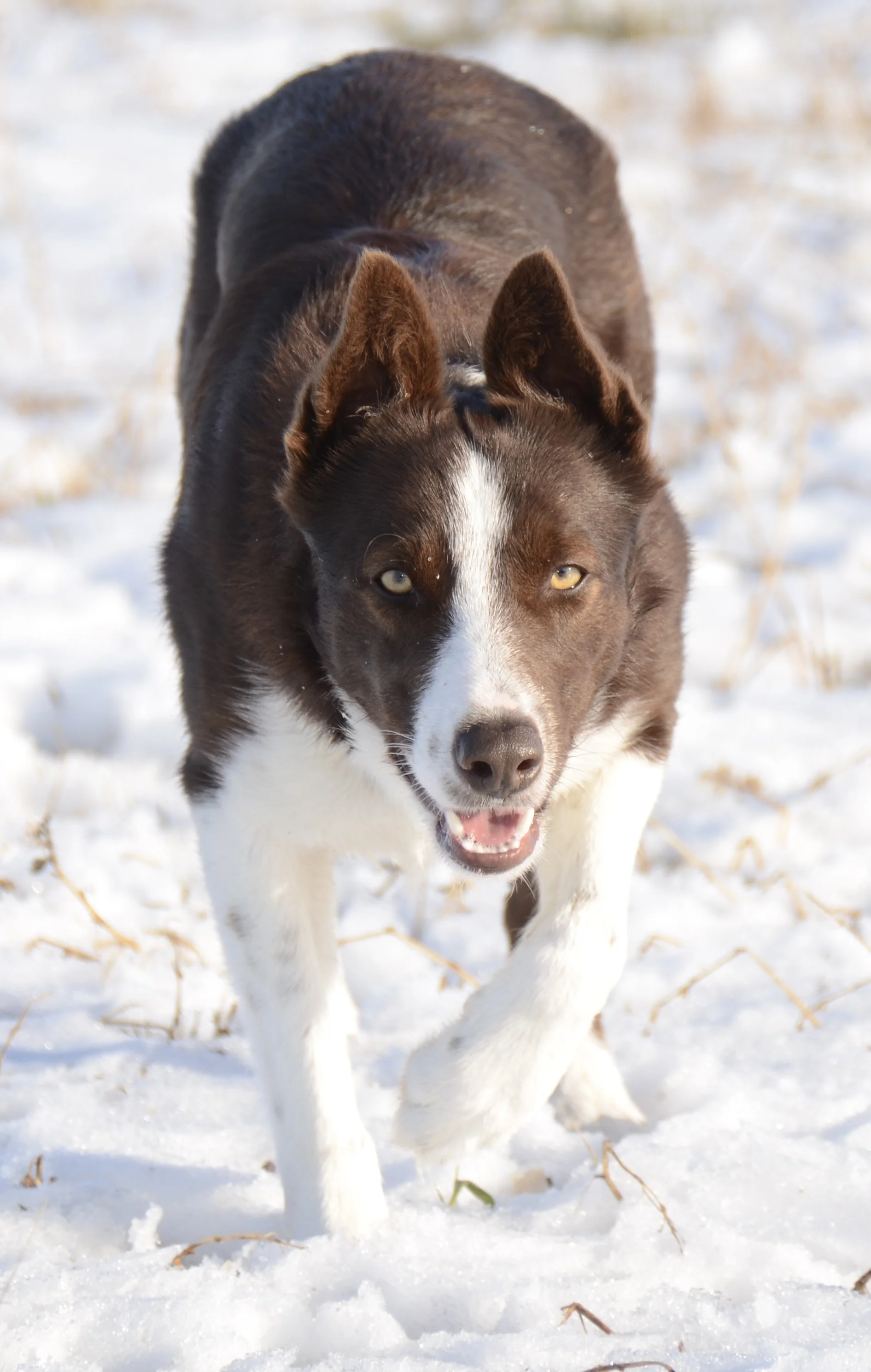 Litters — Rival Kennels