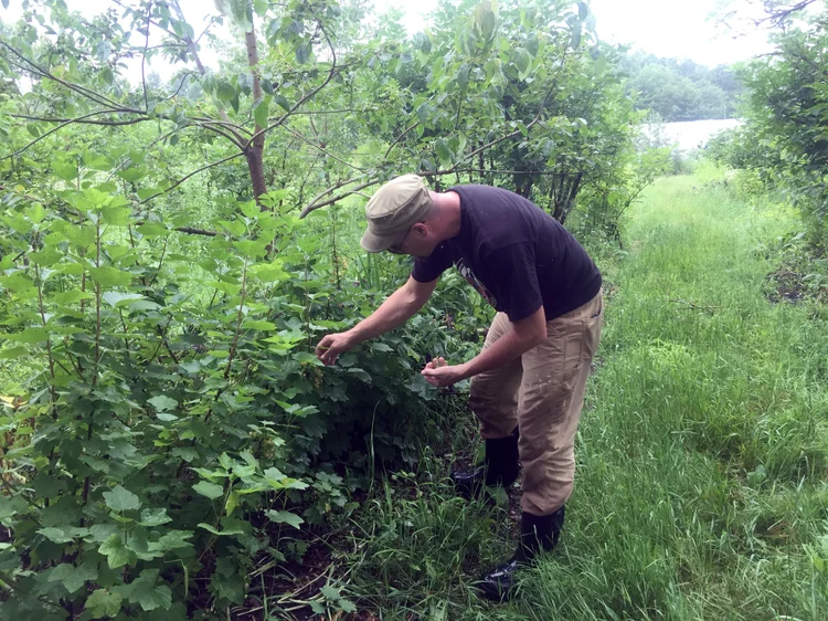 regenerative agriculture — Fields Without Fences