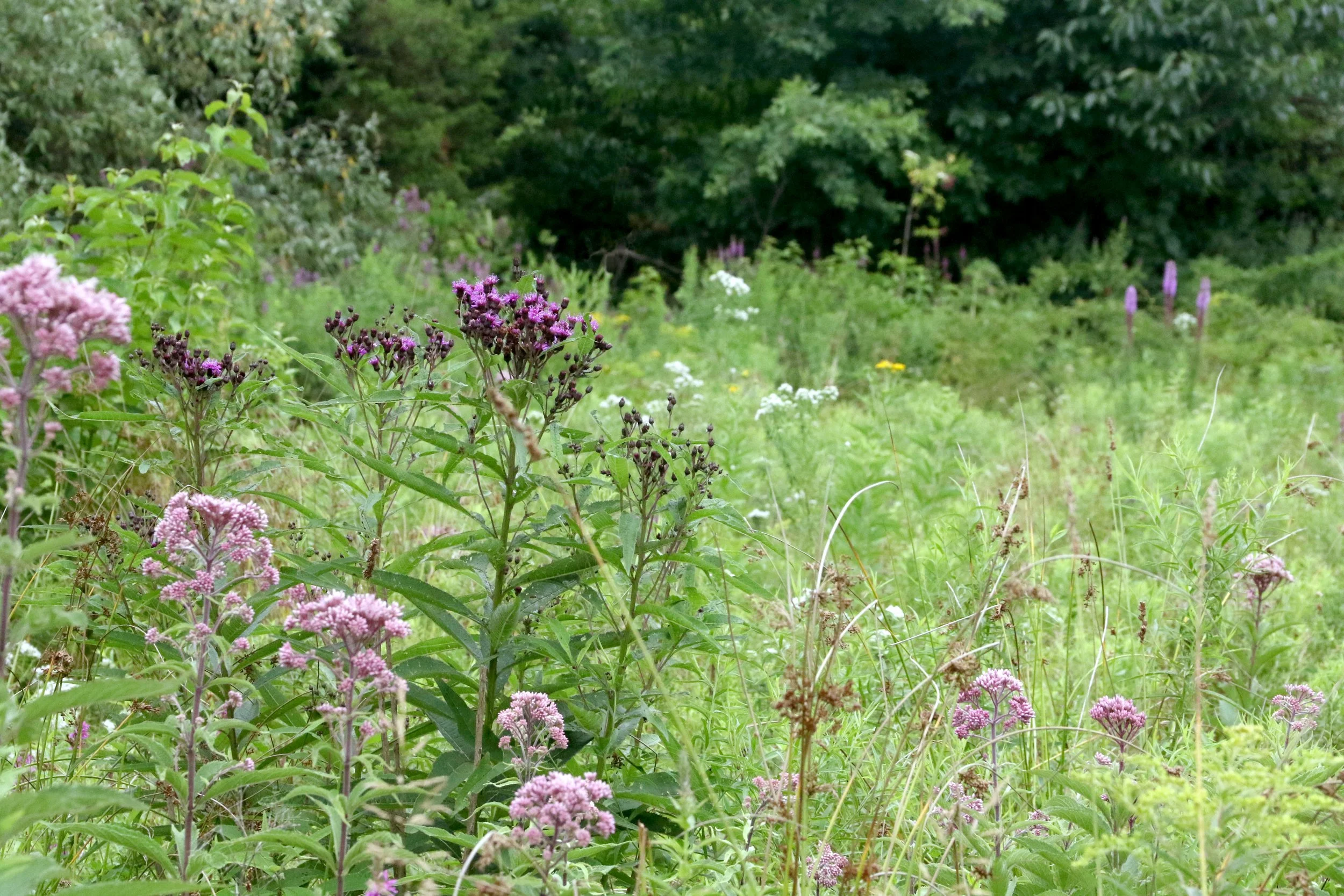 about — Fields Without Fences