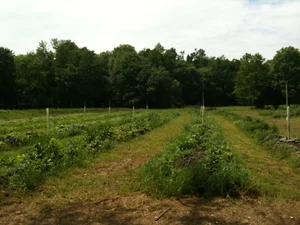 Decade in Reflection Part One: Forest Garden Farm — Fields Without Fences