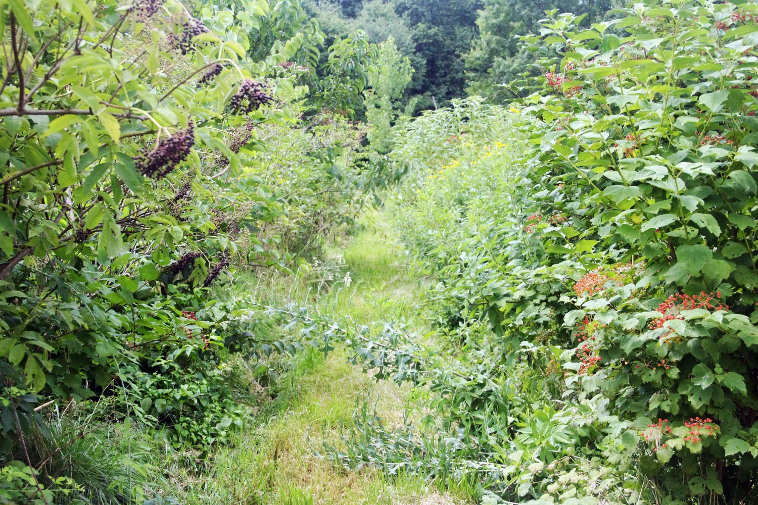 Decade in Reflection Part One: Forest Garden Farm — Fields Without Fences