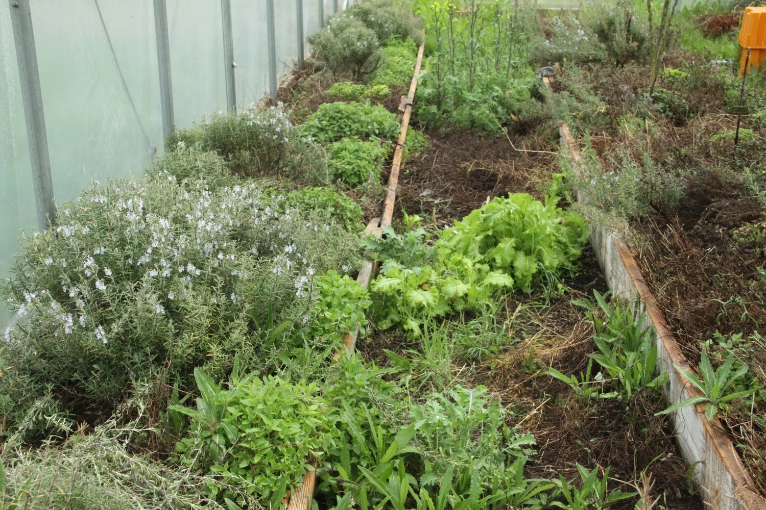 Decade in Reflection Part One: Forest Garden Farm — Fields Without Fences