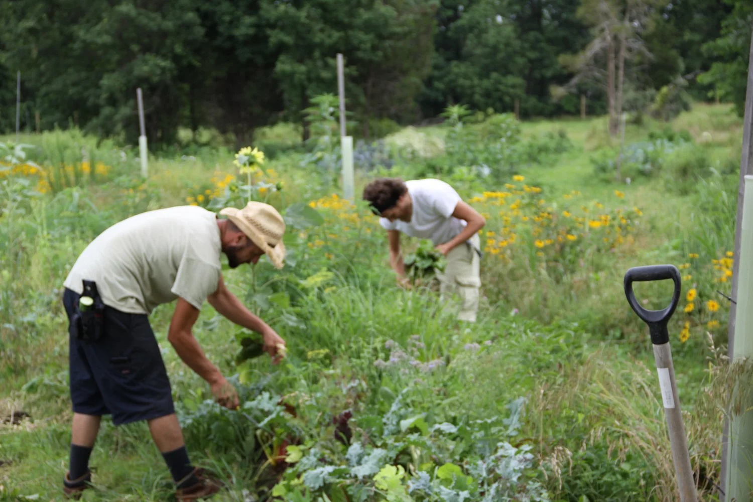 Decade in Reflection Part One: Forest Garden Farm — Fields Without Fences