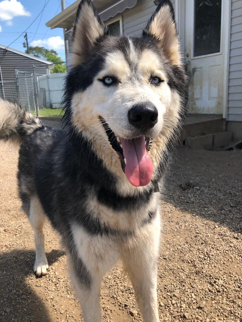 Boarding — Welcome to K-9 Kennels