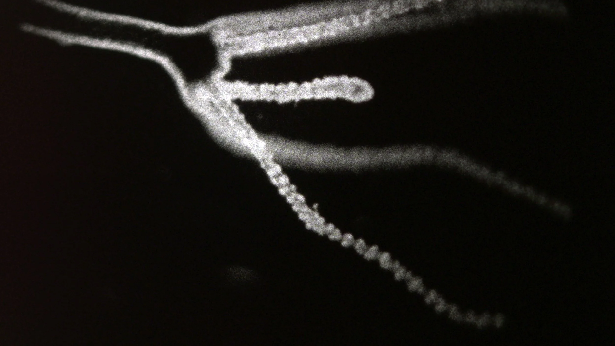 Swedenborg House Screening Programme — David Blandy