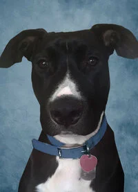 Our Team — Phoenix Development Company