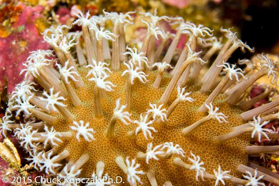 Soft Corals Polyps