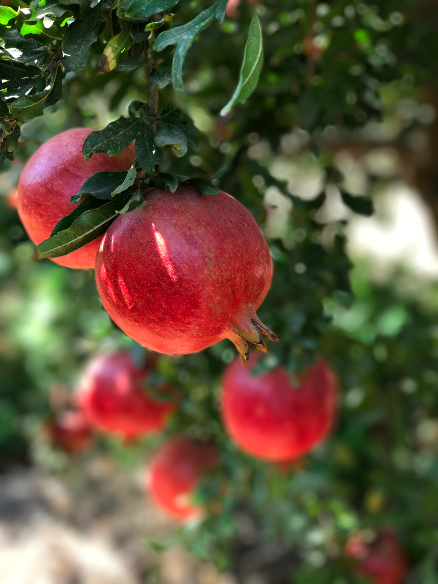 The Food We Eat on Rosh Hashanah and Why — Middle Eastern Pantry ...