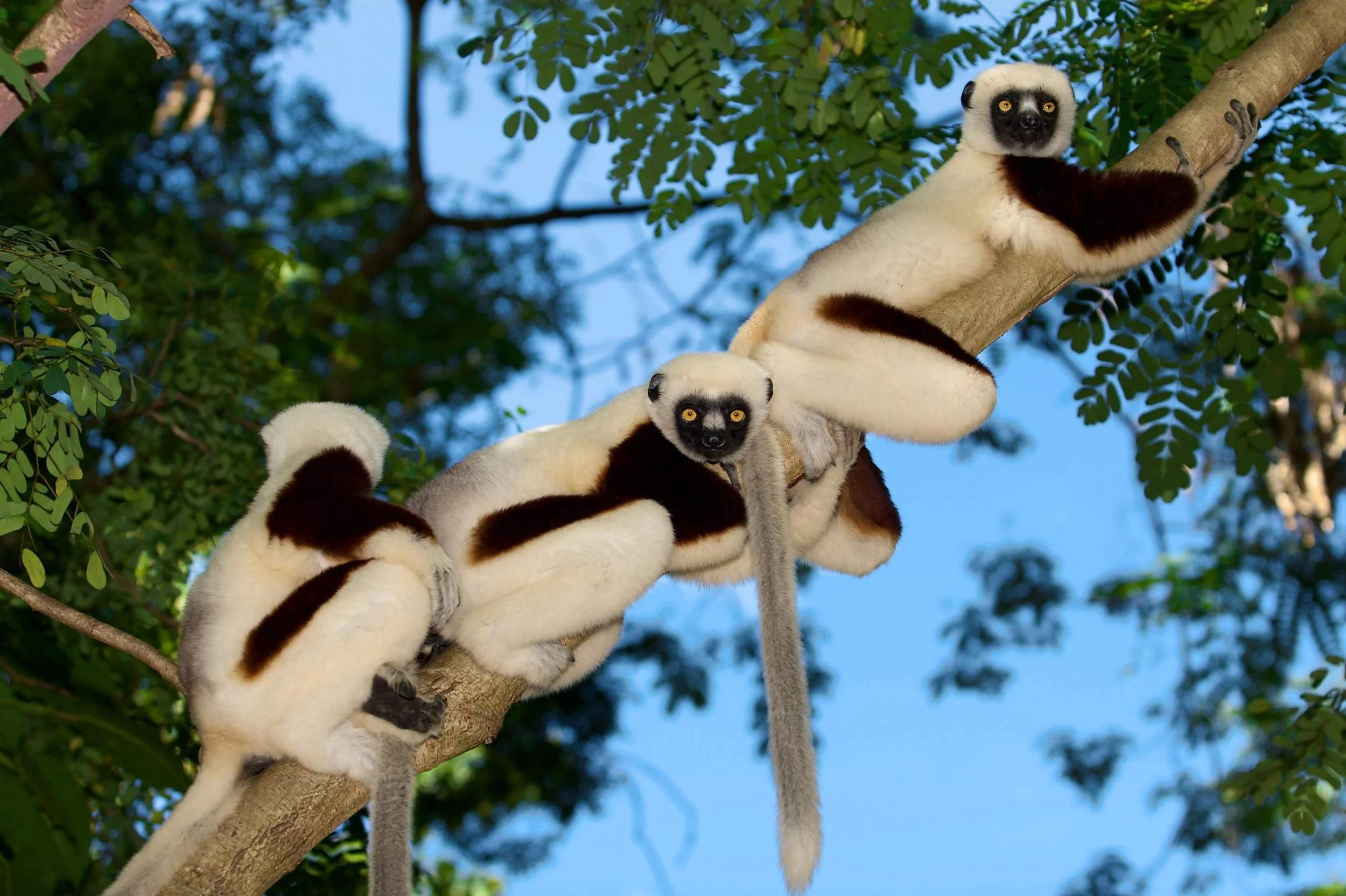 Adopt a Lemur — Planet Madagascar