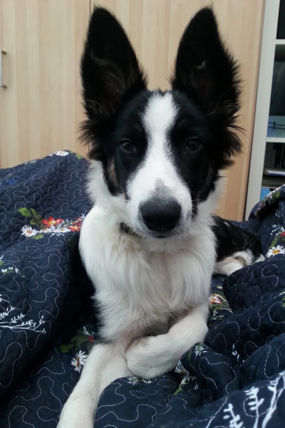 Border Collie Pups Ears