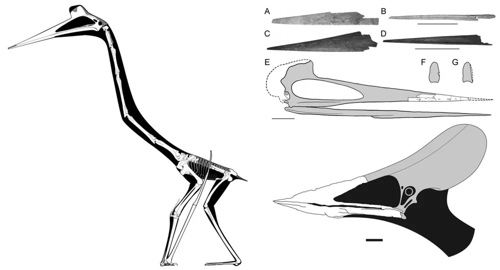 Azhdarchid Progress, a Personal View — Tetrapod Zoology