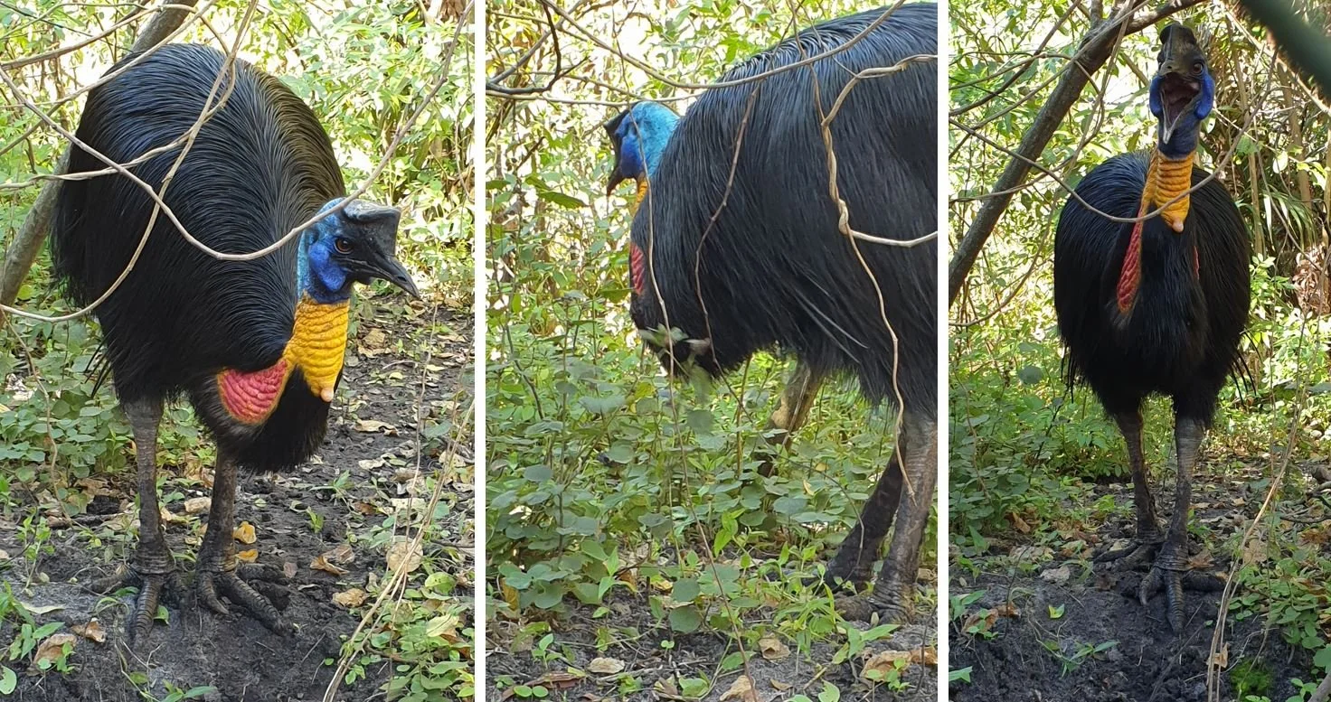 The Great Florida Cassowary Relocation Event of 2023 — Tetrapod Zoology