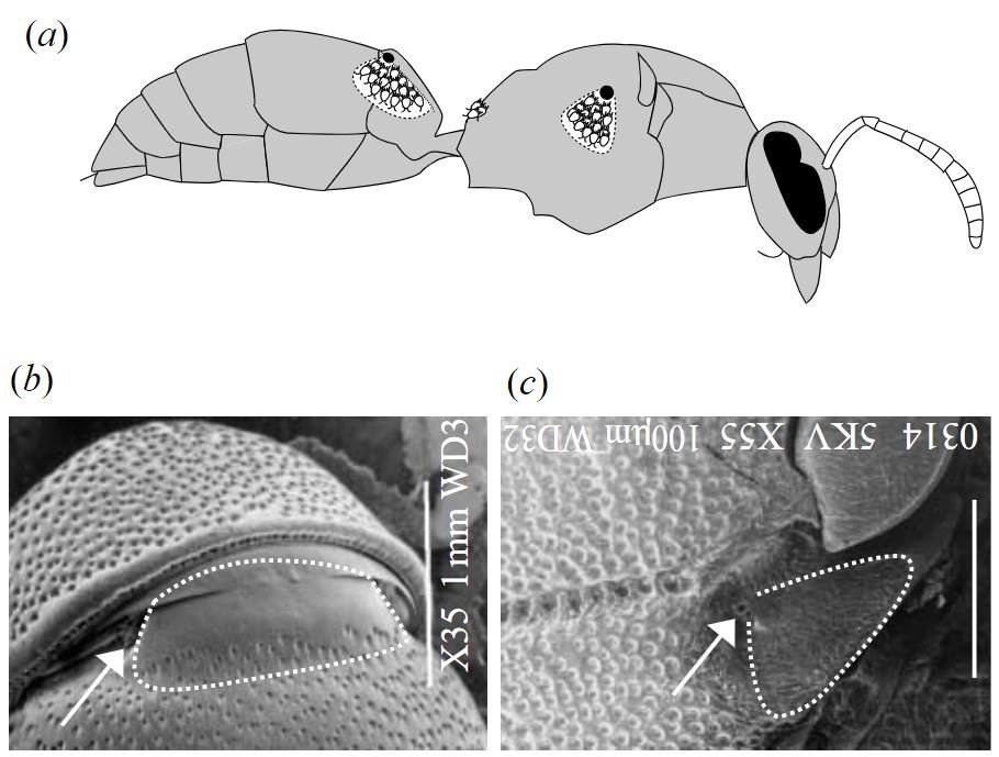 Do Lizards Really Have ‘Mite Pockets’? — Tetrapod Zoology