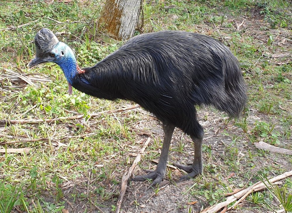 The Great Florida Cassowary Relocation Event of 2023 — Tetrapod Zoology