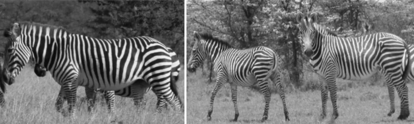 The Slightly Surprising Diversity of Zebras, Part 2 — Tetrapod Zoology