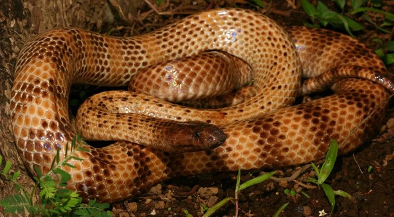 Ikaheka and Other ‘Palatine Draggers’, Cryptozoic Elapid Snakes of ...