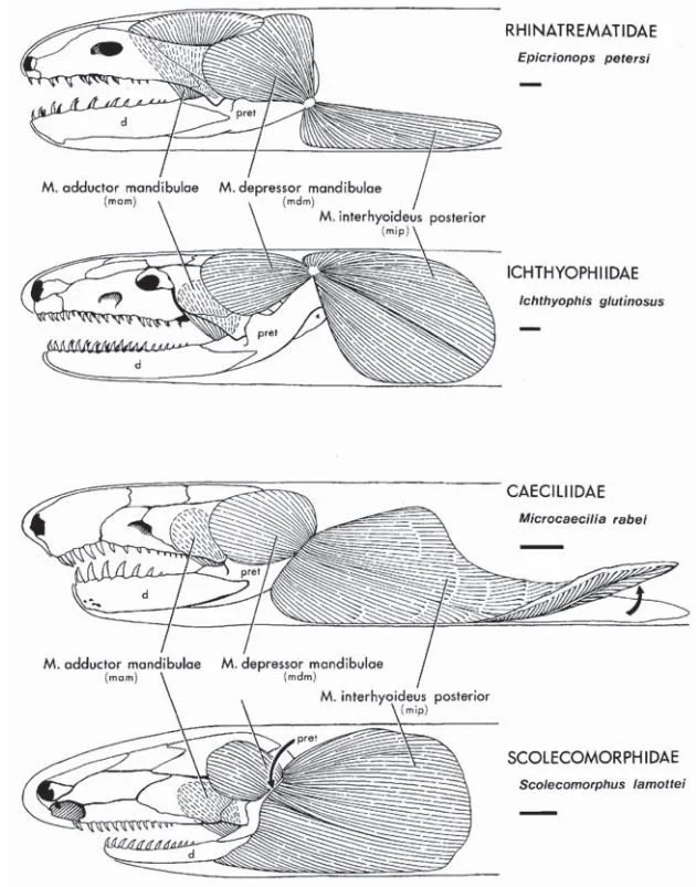 The Amazing Caecilians — Tetrapod Zoology