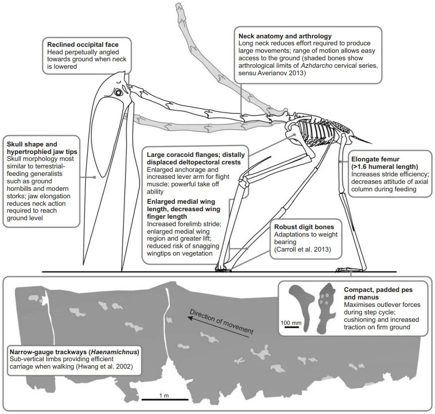 Azhdarchid Progress, a Personal View — Tetrapod Zoology