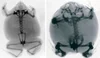 The Remarkably Weird Skeletons of Frogs — Tetrapod Zoology
