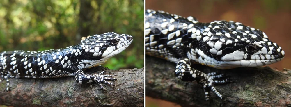 Arboreal Alligator Lizards of Mesoamerica... and Beyond! — Tetrapod Zoology
