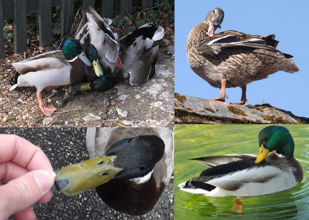 Laysan Ducks: Not as Degenerate as People Used to Think — Tetrapod Zoology