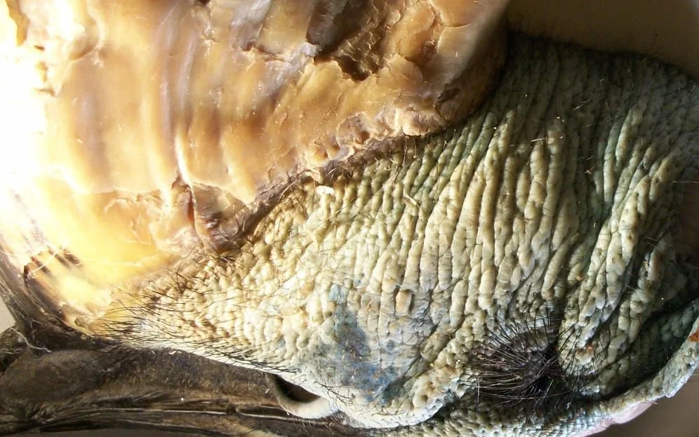 Inside the Cassowary's Casque, Updated for 2022 — Tetrapod Zoology