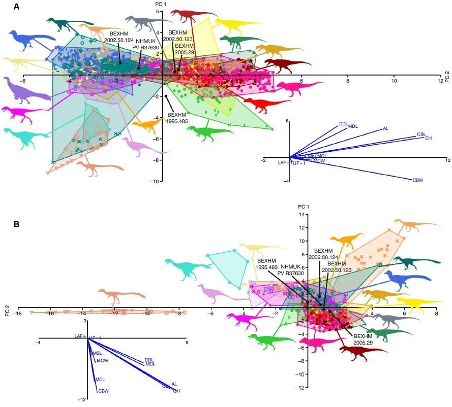 A New Theropod Dinosaur Assemblage from the Older Part of the English ...