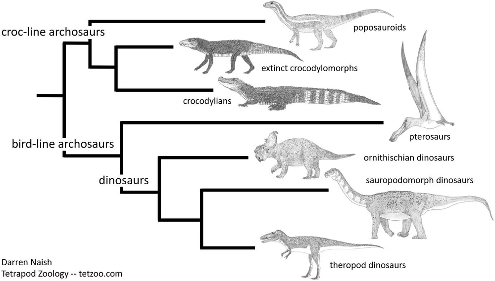 Alan Feduccia’s Romancing the Birds and Dinosaurs: Forays in Postmodern ...