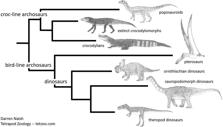 Alan Feduccia’s Romancing the Birds and Dinosaurs: Forays in Postmodern ...