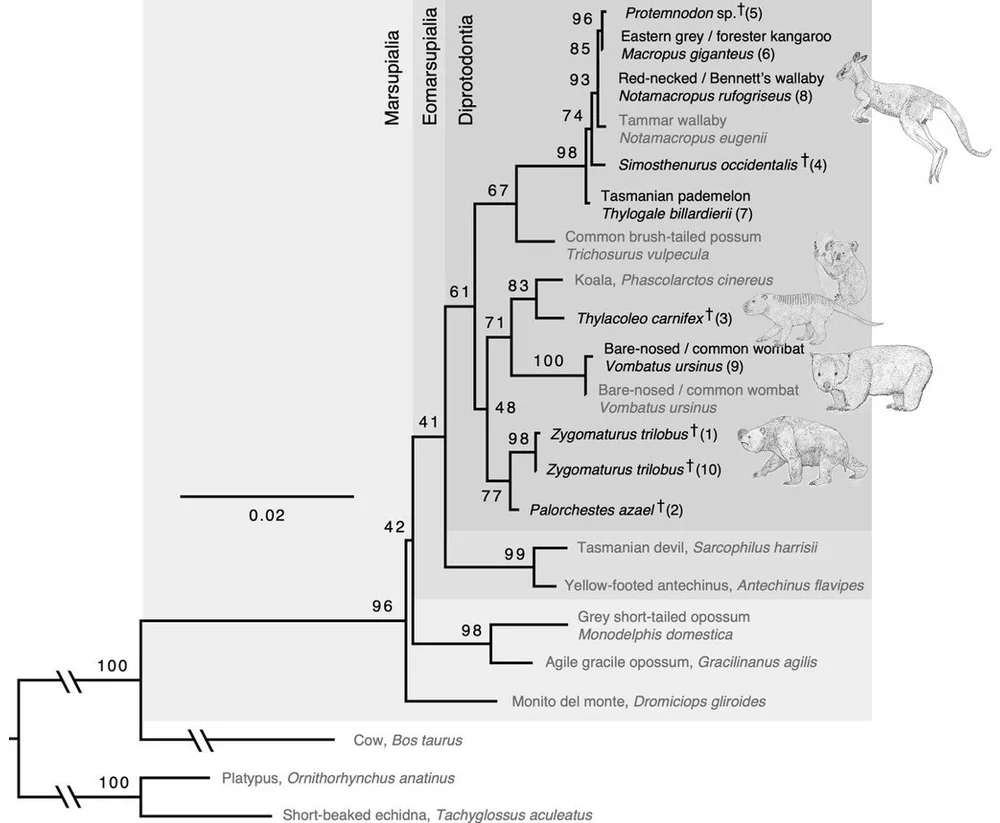 Thylacoleo, the Incredible Marsupial Lion — Tetrapod Zoology