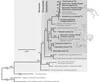 Thylacoleo, the Incredible Marsupial Lion — Tetrapod Zoology
