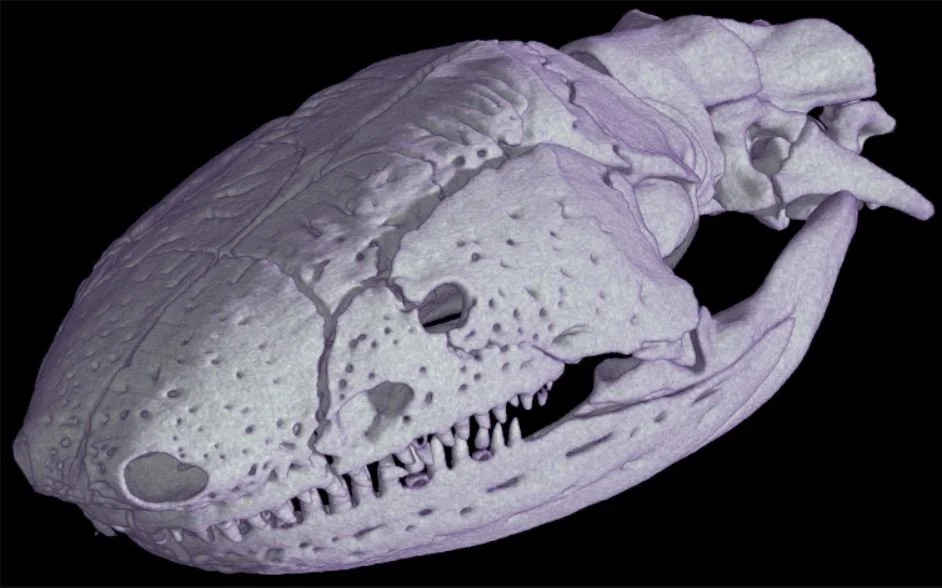 The Amazing Caecilians — Tetrapod Zoology
