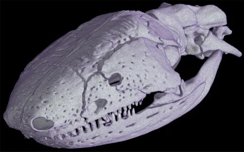 The Amazing Caecilians — Tetrapod Zoology